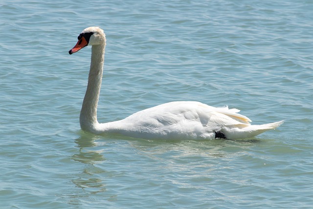 Swan Animal Nature Water - Free photo on Pixabay