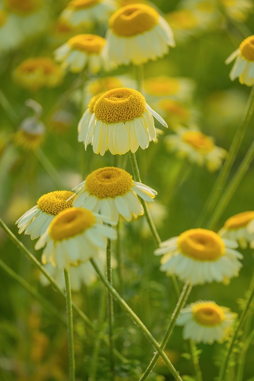Chamomile Flowers Nature - Free photo on Pixabay