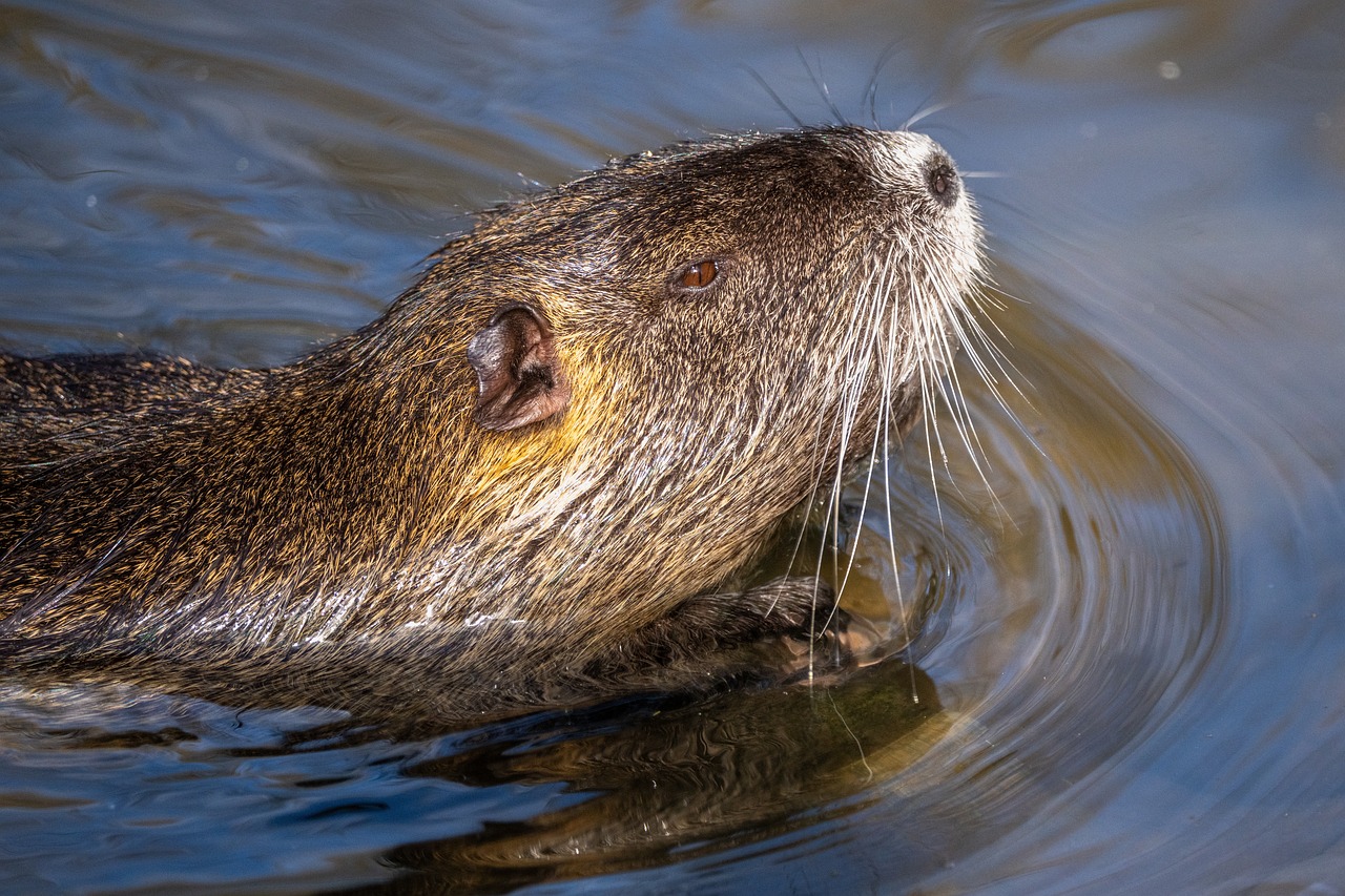 Nutria Water Mammal Aquatic - Free photo on Pixabay