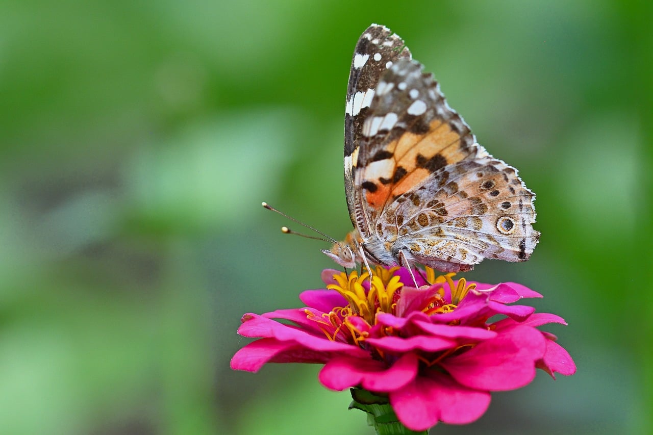 Painted Lady Butterfly Bloom - Free photo on Pixabay