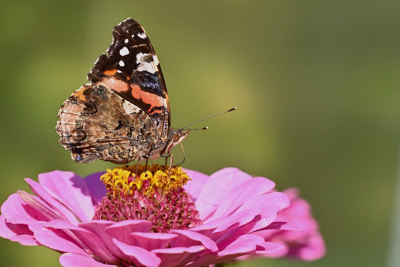 Butterfly Flower Nature - Free photo on Pixabay