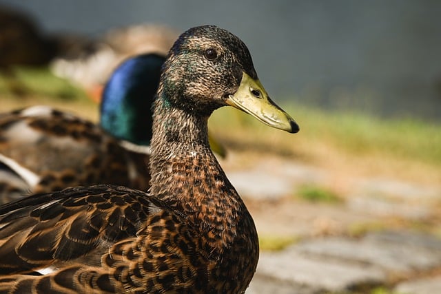 Duck Mallard Waterfowl - Free photo on Pixabay