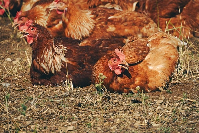 Hen Farm Animals - Free photo on Pixabay
