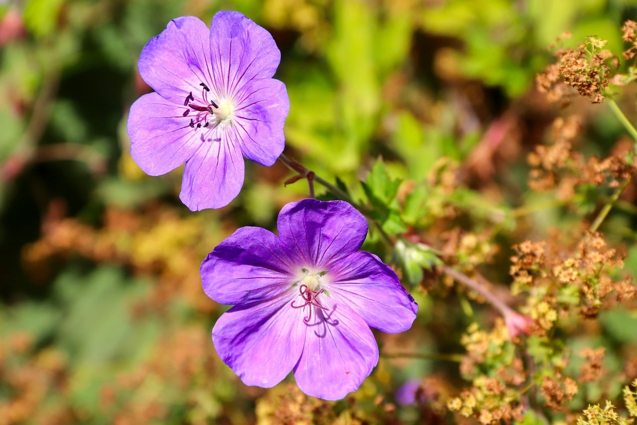 Geranium Wildflower Purple - Free photo on Pixabay