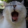 100+ Free Whispering & Whisper Images - Pixabay