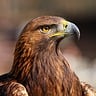 50,000+ Free Animal Profile & Nature Images - Pixabay