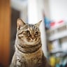30,000+ Free Cute Face & Cute Images - Pixabay