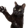 300+ Free Funny Gifs & Gif animated GIFs and Stickers - Pixabay
