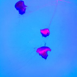 Floating_mind - Pixabay