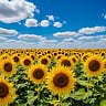 40,000+ ฟรี Green Screen Vegetable & Green รูปภาพ - Pixabay