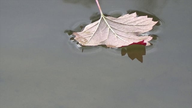 Sheet, Autumn, Water. Free Stock Video - Pixabay