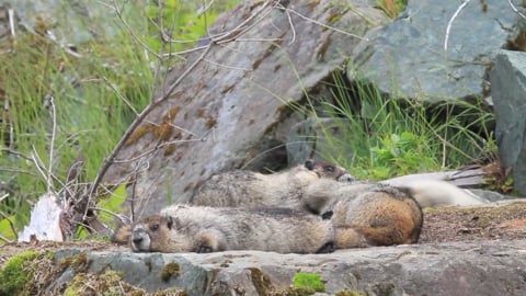 Marmots, Family, Animals. Free Stock Video - Pixabay