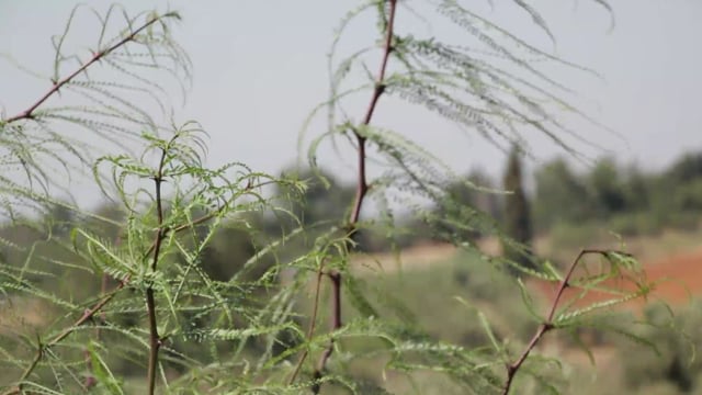 Wind, Shrubs, Environment. Free Stock Video - Pixabay