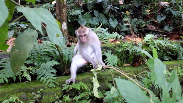 Funny Monkey Videos: Download 596+ Free 4K & HD Stock Footage Clips ...