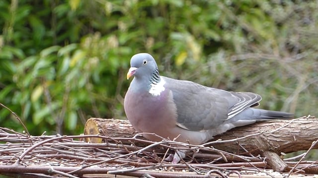 Pigeon, Bird, Feeding. Free Stock Video - Pixabay