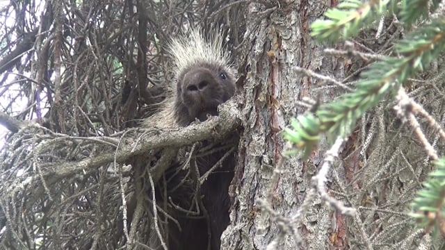 Porcupine, Animals, Nature. Free Stock Video - Pixabay