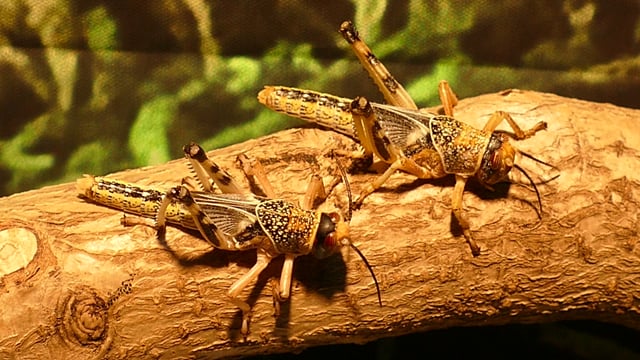 Insects, Locusts, Hoppers. Free Stock Video - Pixabay