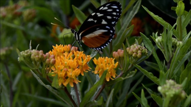 Butterfly Flying Videos: Download 2,346+ Free 4K & HD Stock Footage ...