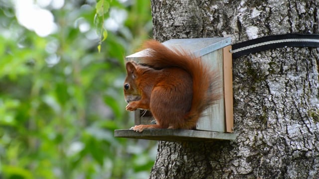 Eurasian Red Squirrel Videos: Download 1,695+ Free 4K & HD Stock ...