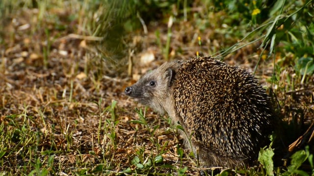 Hedgehog, Garden, Animal. Free Stock Video - Pixabay