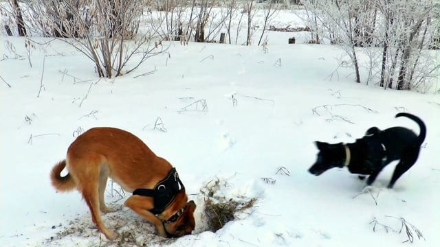 Winter, Dogs, Hunting. Free Stock Video - Pixabay