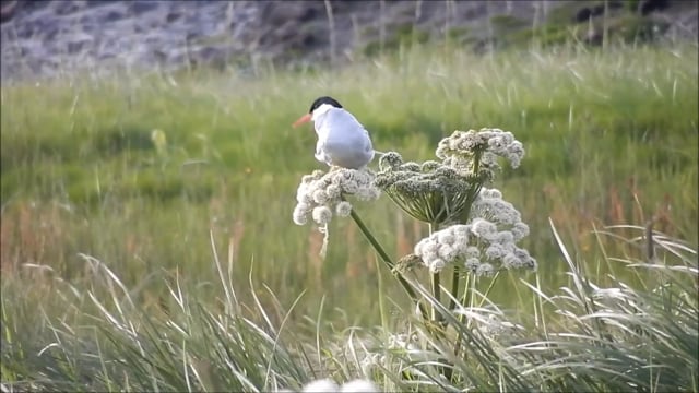 Gull, Bird, Animal. Free Stock Video - Pixabay