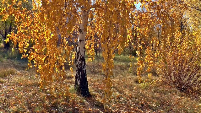 Birch, Autumn, Trees. Free Stock Video - Pixabay