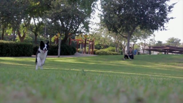 Dog, Fetching, Park. Free Stock Video - Pixabay