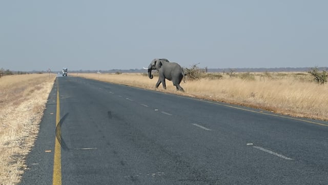 Botswana Videos: Download 5+ Free 4K & HD Stock Footage Clips - Pixabay