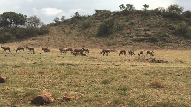 Africa, Animals, Wilderness. Free Stock Video - Pixabay