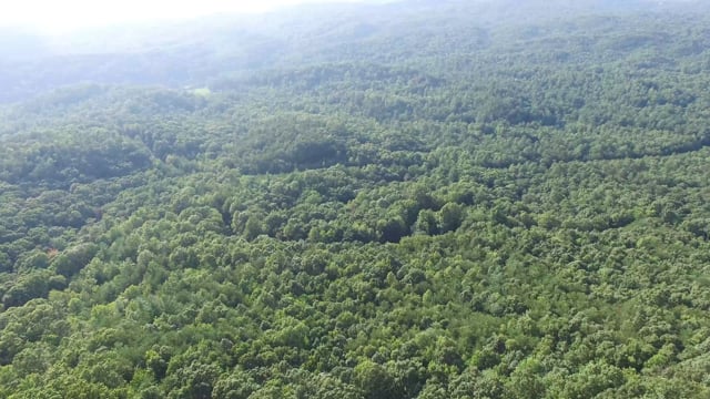 Forest, Trees, Aerial. Free Stock Video - Pixabay