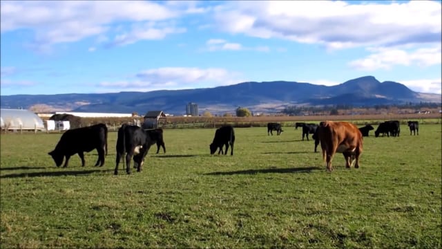 Cow, Animal, Farm. Free Stock Video - Pixabay