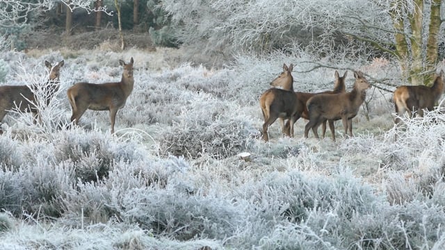 Reindeer, Deer, Animals. Free Stock Video - Pixabay