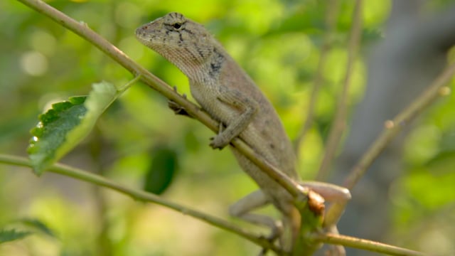 Lizard, Animal, Nature. Free Stock Video - Pixabay