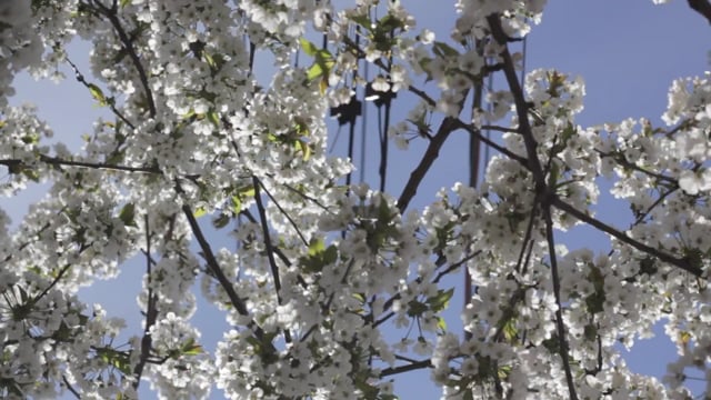 Bloeiende Boom Lucht Wolken - Free video on Pixabay
