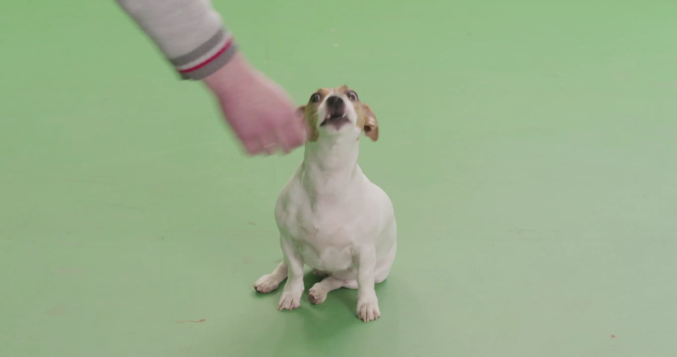Green Screen Dog Videos: Download 6,147+ Free 4K & HD Stock Footage ...