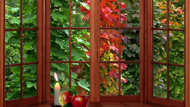 Autumn, Maple, Window. Free Stock Video - Pixabay
