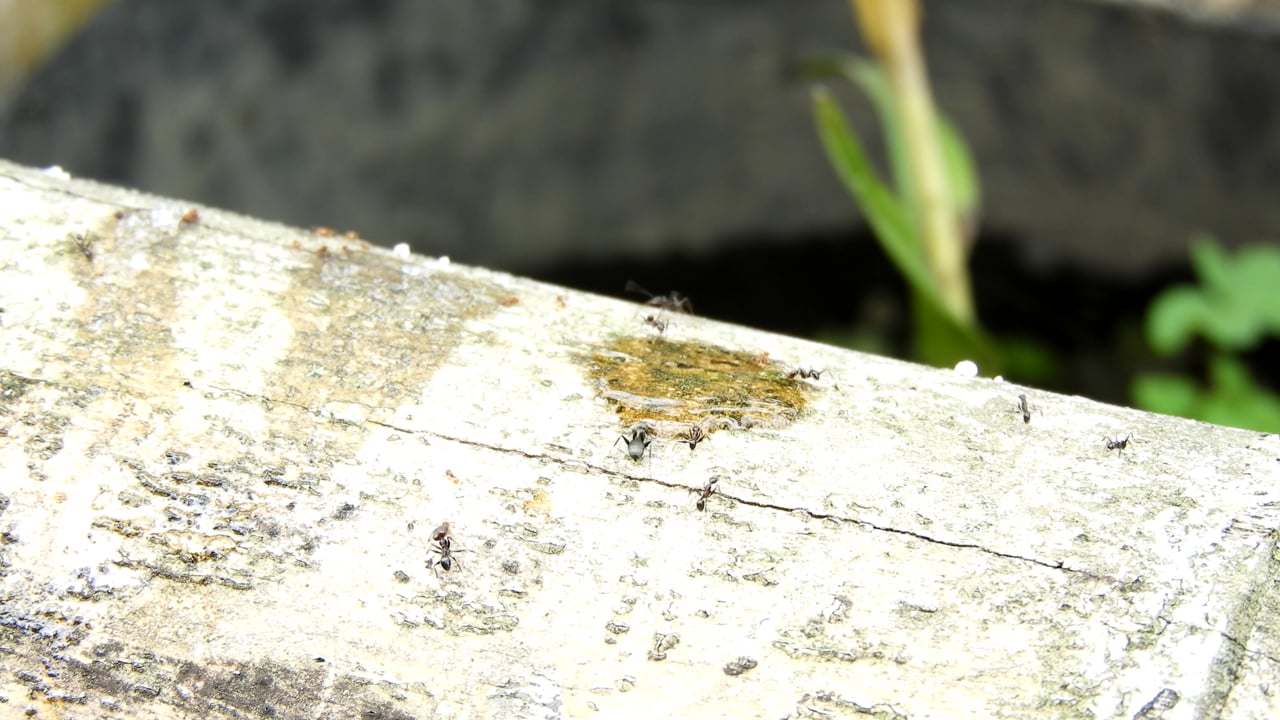 Ants Videos: Download 446+ Free 4K & HD Stock Footage Clips - Pixabay