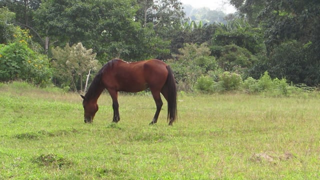 Animal, Horse, Cuadrupedo. Free Stock Video - Pixabay