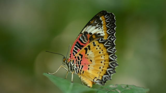 Más de 1 000 vídeos en HD y 4K gratis de Mariposas Volando y Naturaleza ...