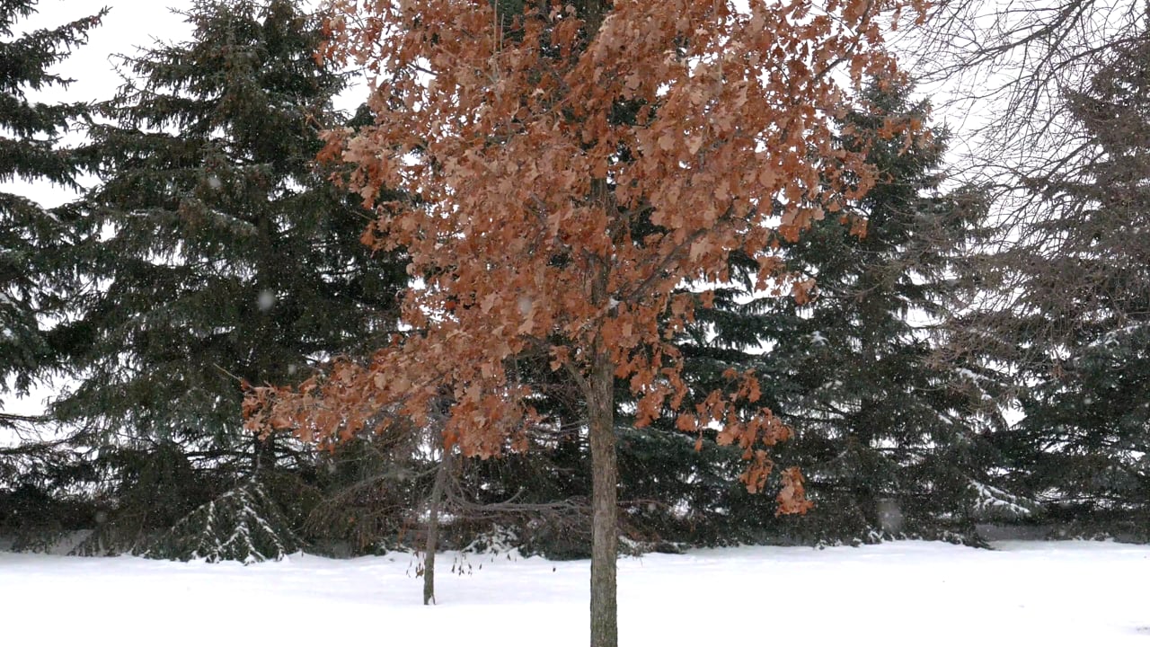 Snow, Winter, Fall. Free Stock Video - Pixabay