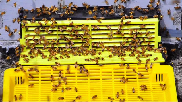 Diligence, Bee, Pollen. Free Stock Video - Pixabay