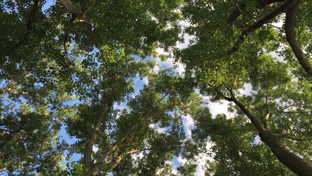 Tree, Top, Crown. Free Stock Video - Pixabay
