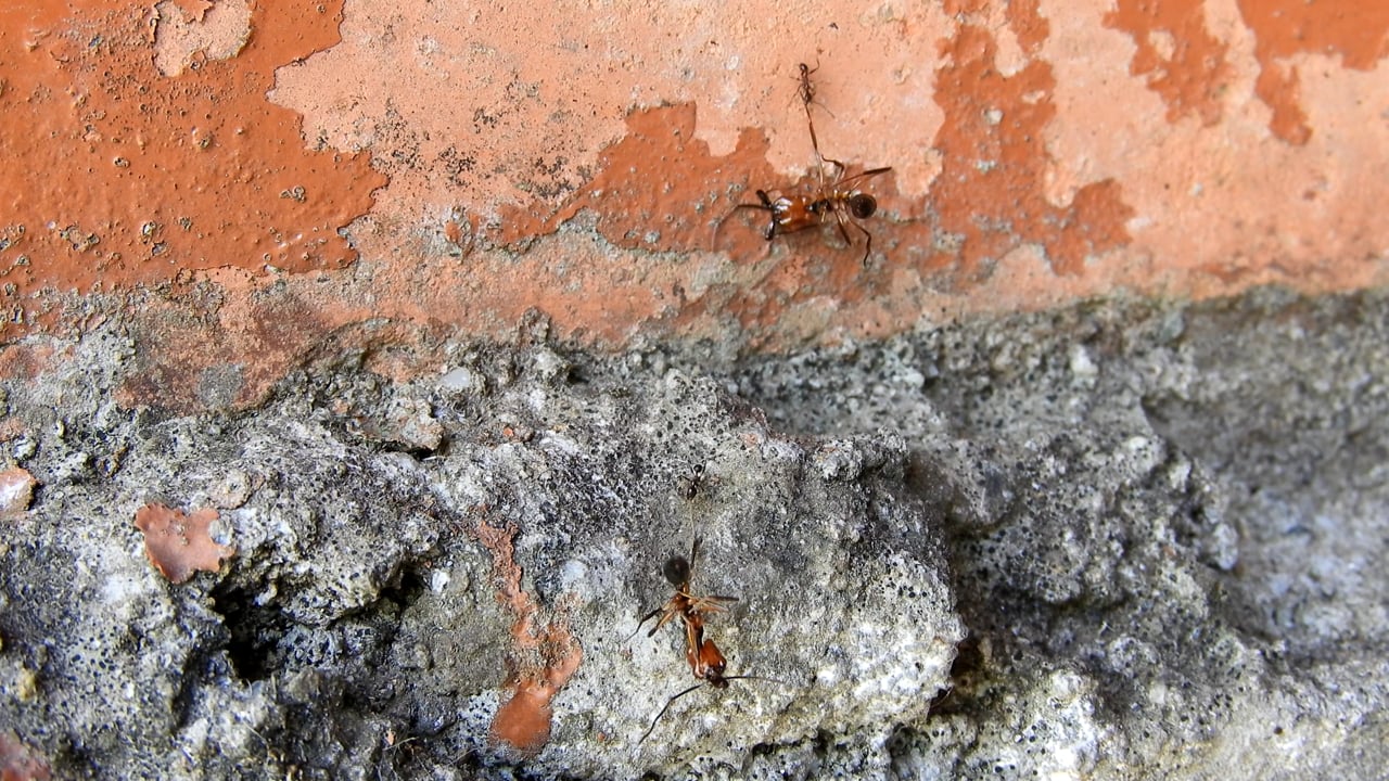 Page 5 - Ants Videos: Download 470+ Free 4K & HD Stock Footage Clips ...