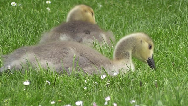 Goose, Chick, Cute. Free Stock Video - Pixabay