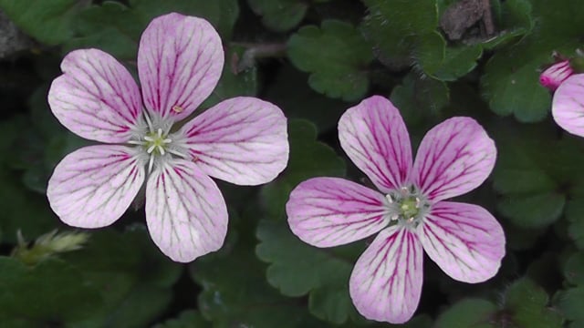 Flowers, Petals, Plants. Free Stock Video - Pixabay