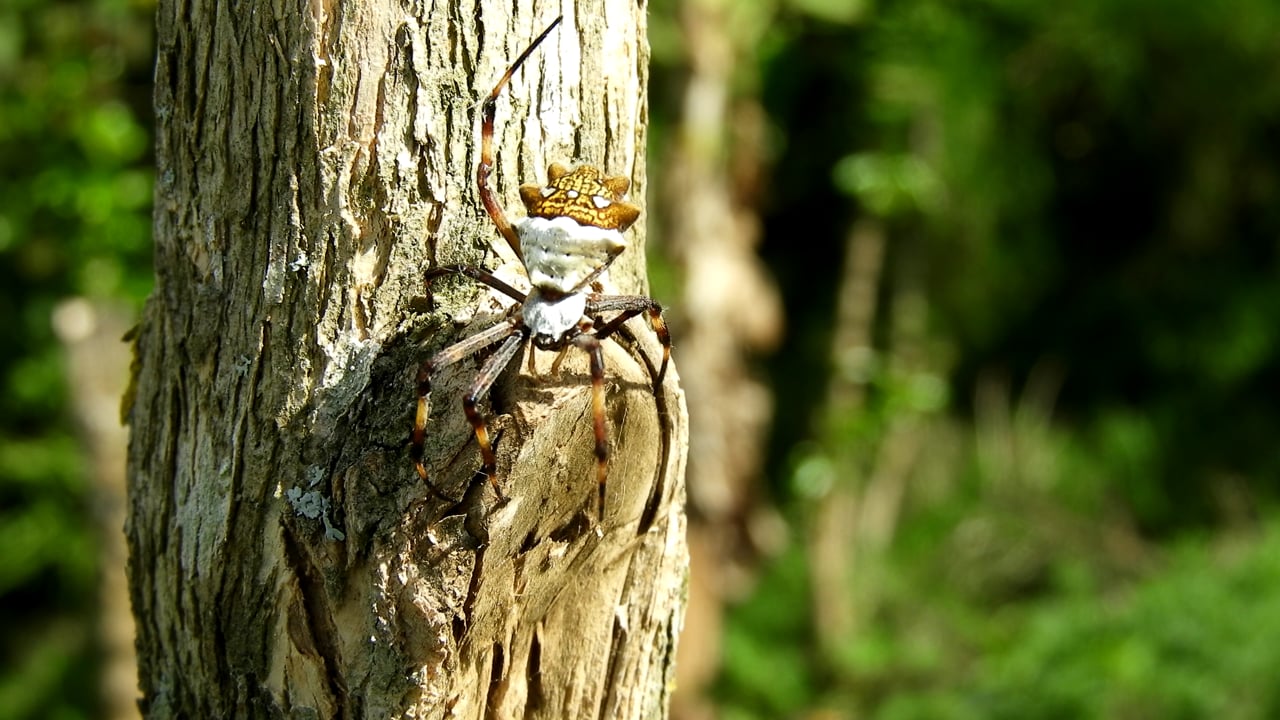 Spider, Nature, Arachnid. Free Stock Video - Pixabay