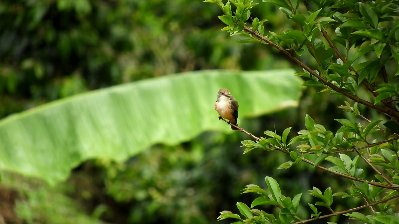 Nature, Macro, Bird. Free Stock Video - Pixabay
