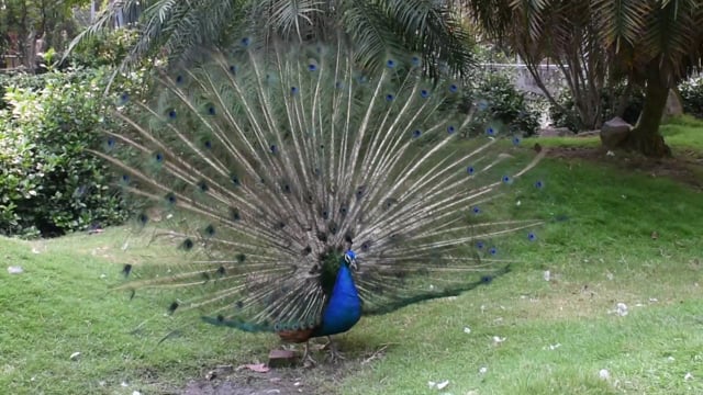 Peacock, Animal, Park. Free Stock Video - Pixabay