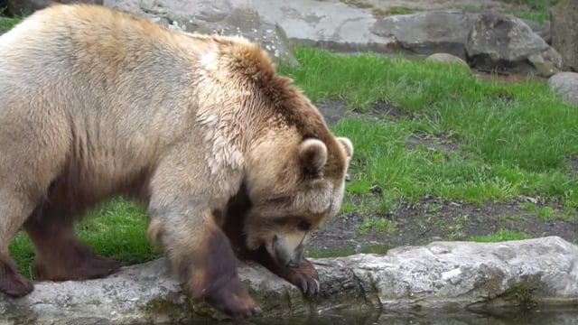 Brown Bear, Zoo, Animal. Free Stock Video - Pixabay
